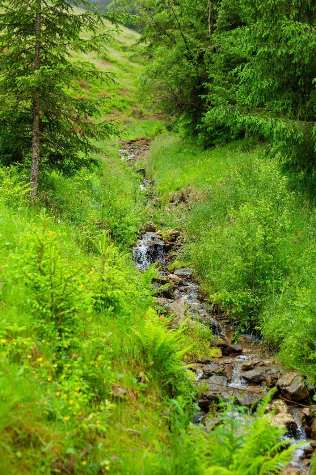 Discover Ciocanesti: A Rustic Paradise Near Chalet Cucu Zen - Cucu Zen ...